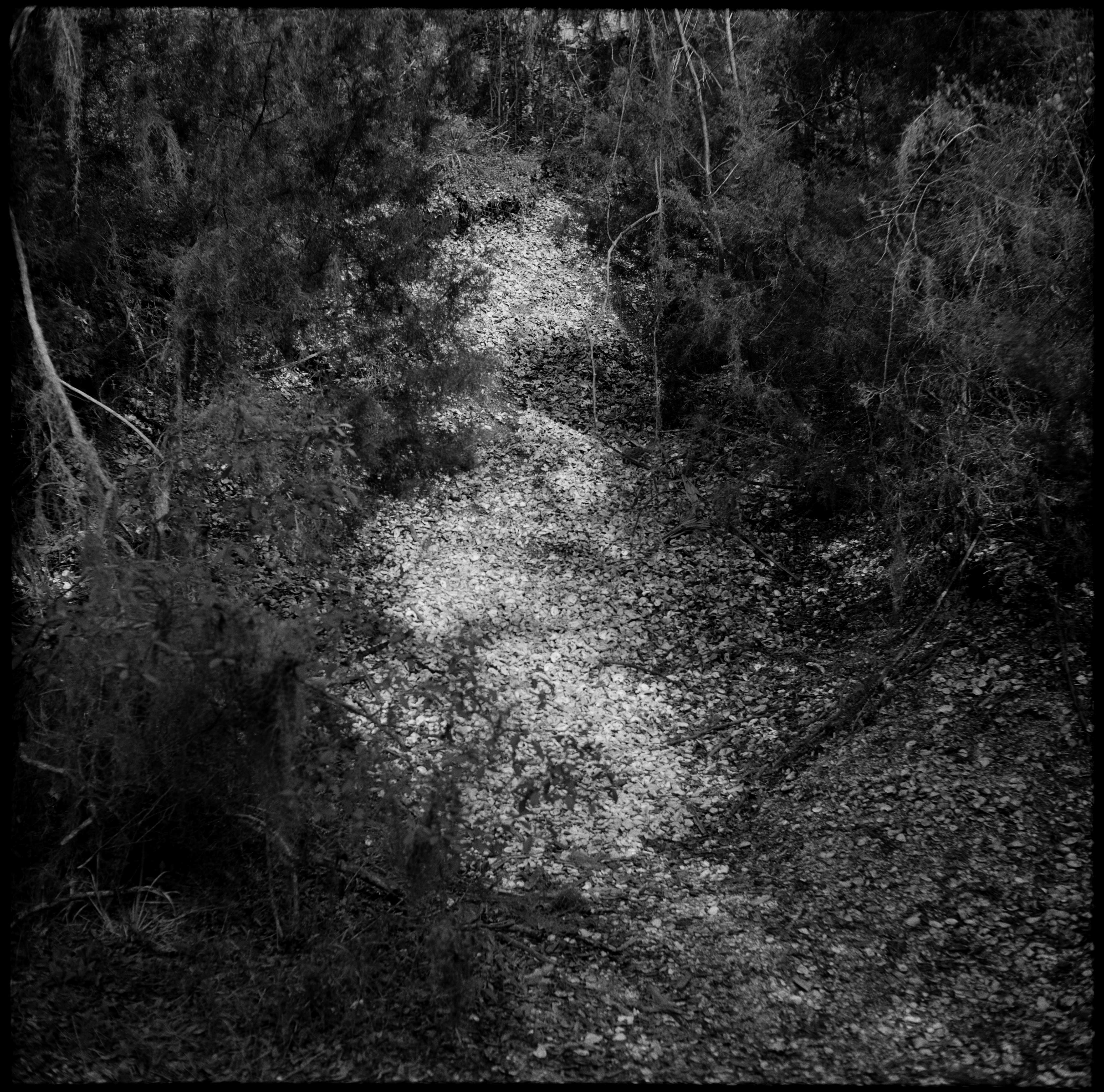 Shell Mound near Cedar Key, Levy County, FL 2010 – Panhandler Books and ...